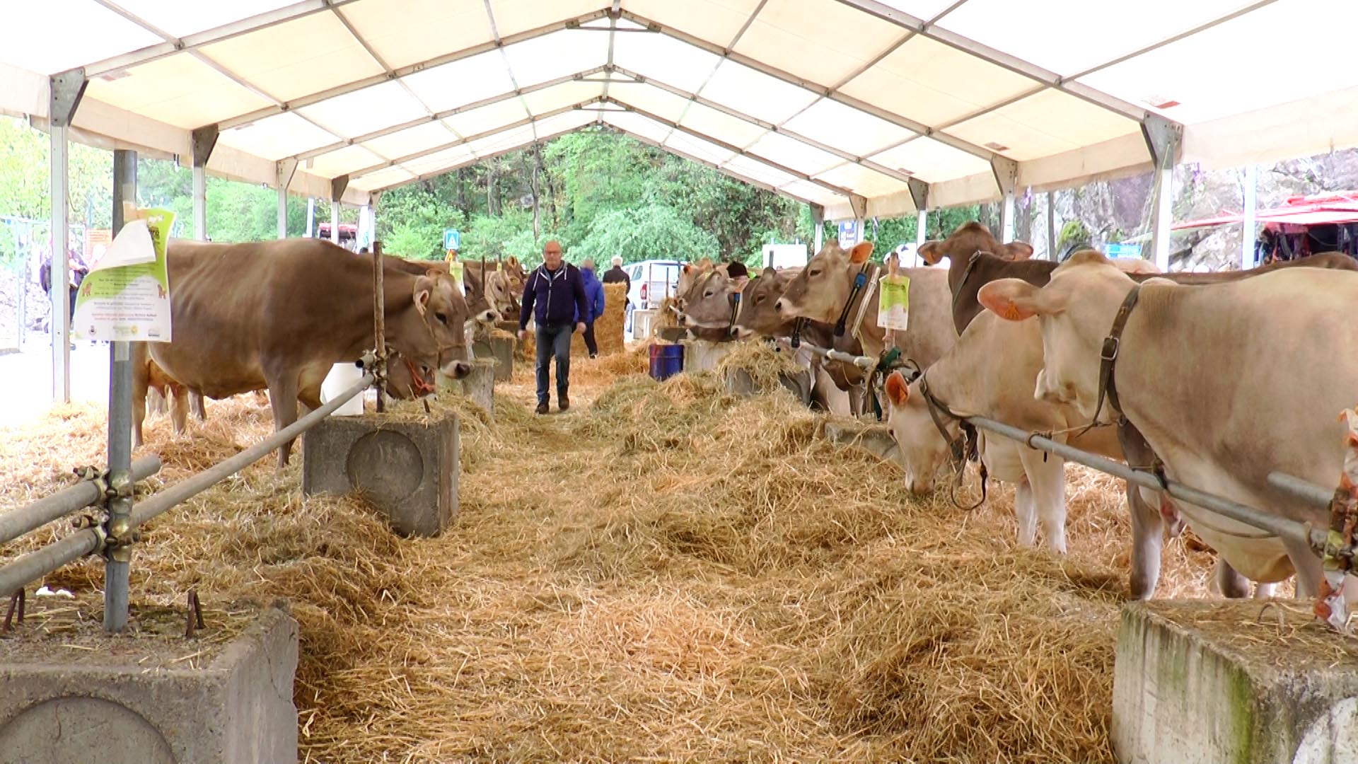 20° Rassegna zootecnica - Gli speciali TeleBoario